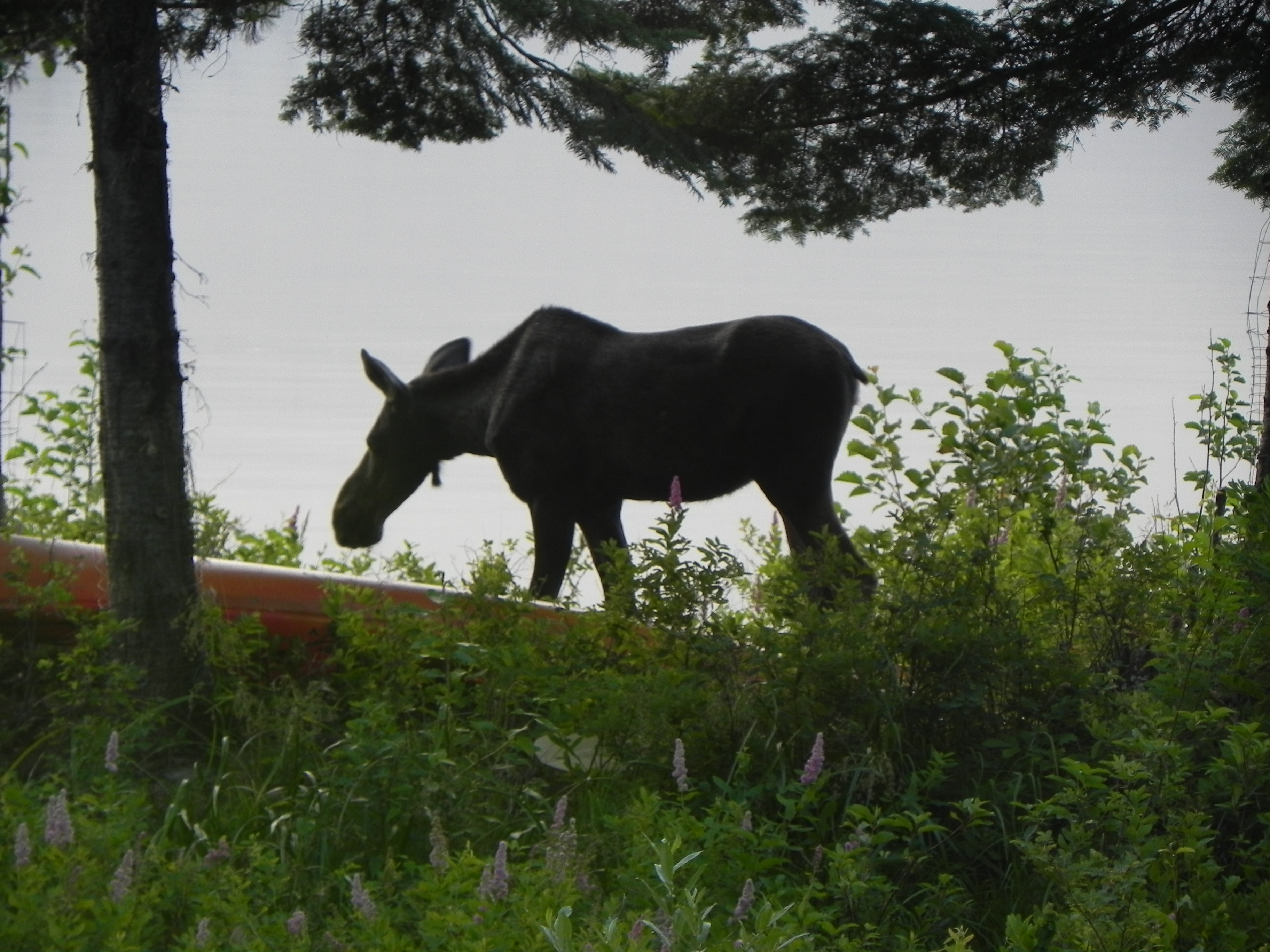 Wild Moose Chase | Steve A. Wiggins